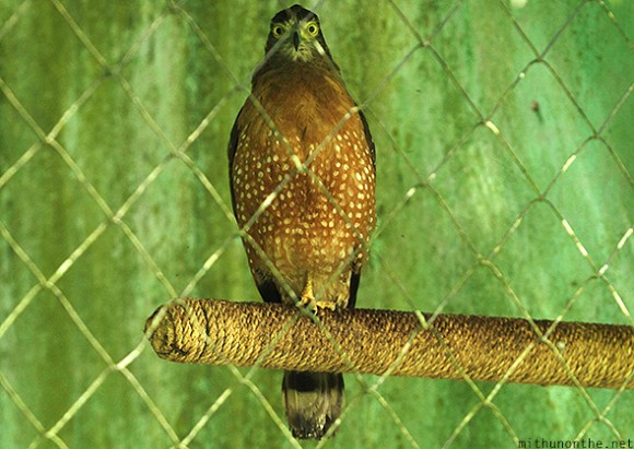 Philippines: Philippine Eagle Center, Davao