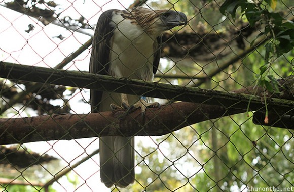 Philippines: Philippine Eagle Center, Davao